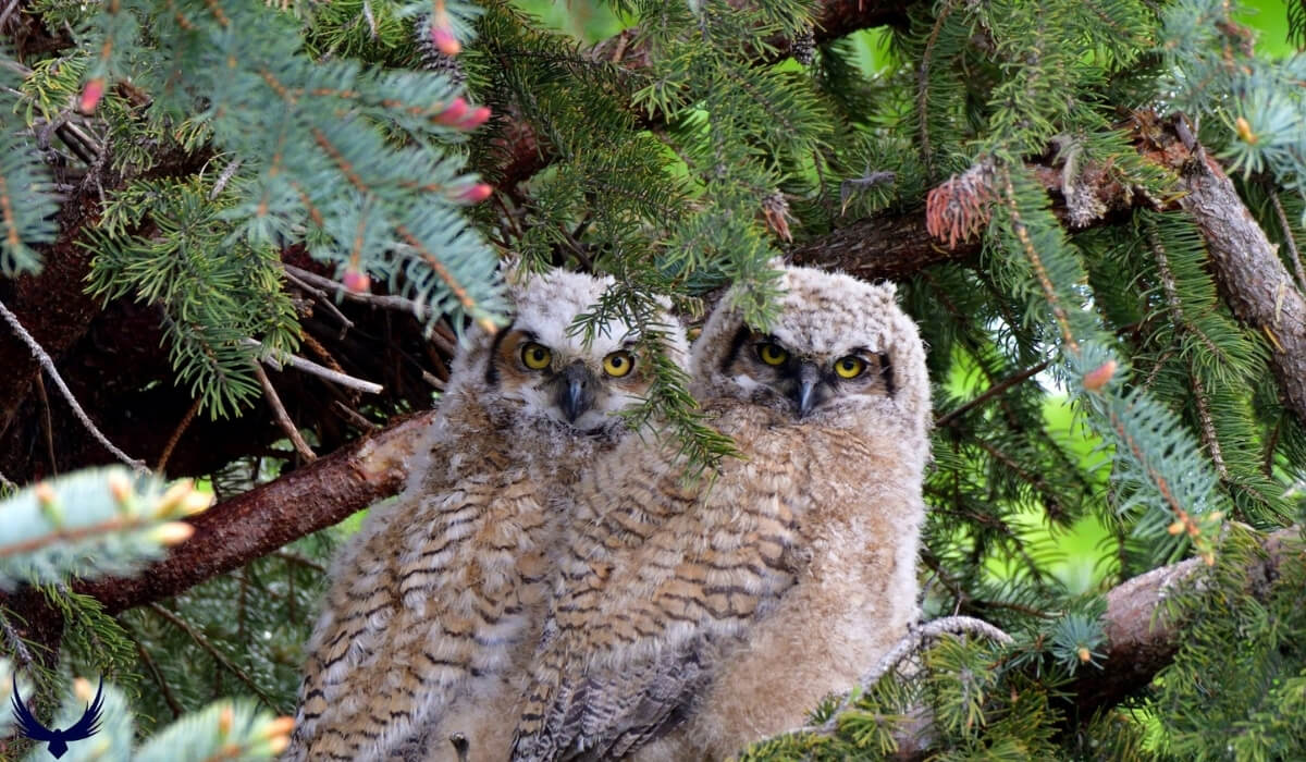 Do Owls Hibernate or Migrate? Learn Their Seasonal Behavior