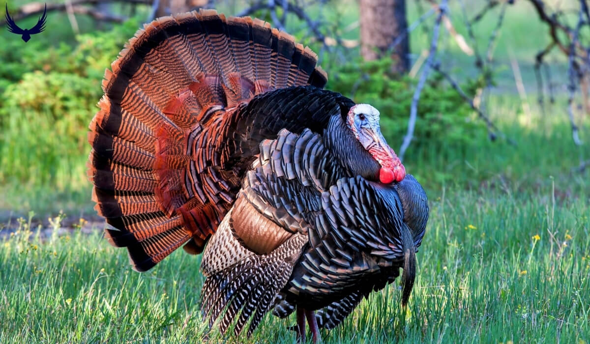 Top 15 Ugliest Birds in the World: Nature’s Quirky Creations