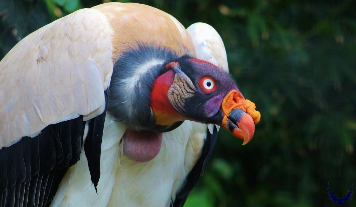Top 15 Ugliest Birds in the World: Nature’s Quirky Creations