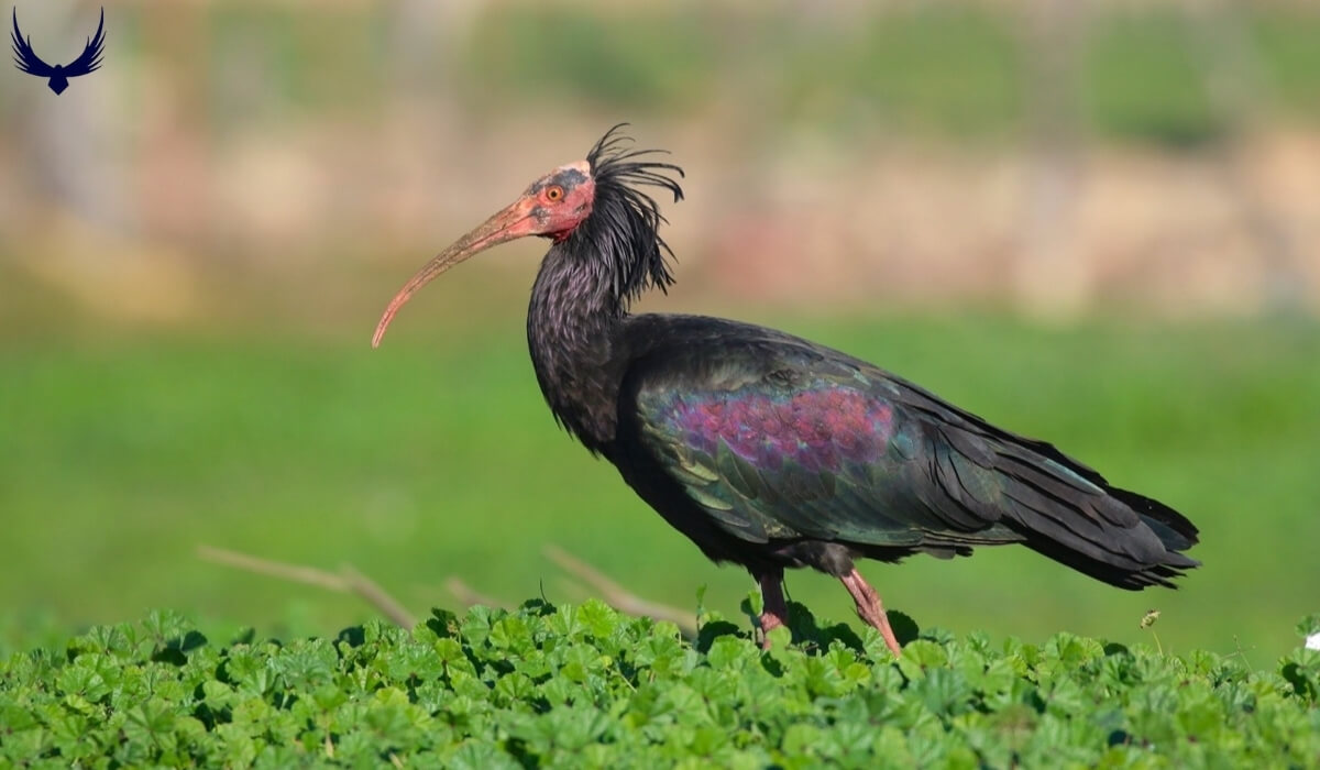 Top 15 Ugliest Birds in the World: Nature’s Quirky Creations