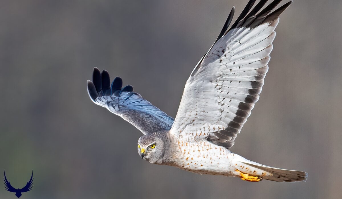 7 Types of Hawks in Georgia & Where to See these Hawks?