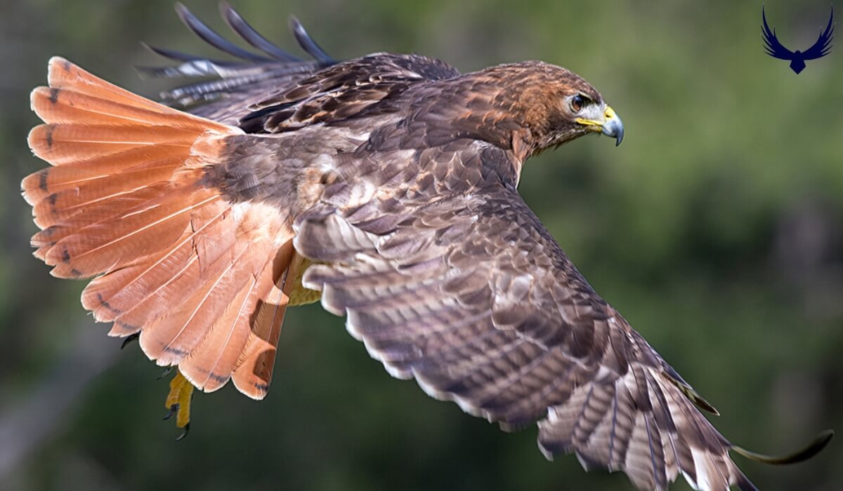 9 Types of Hawks in Florida (Florida Birds of Prey)