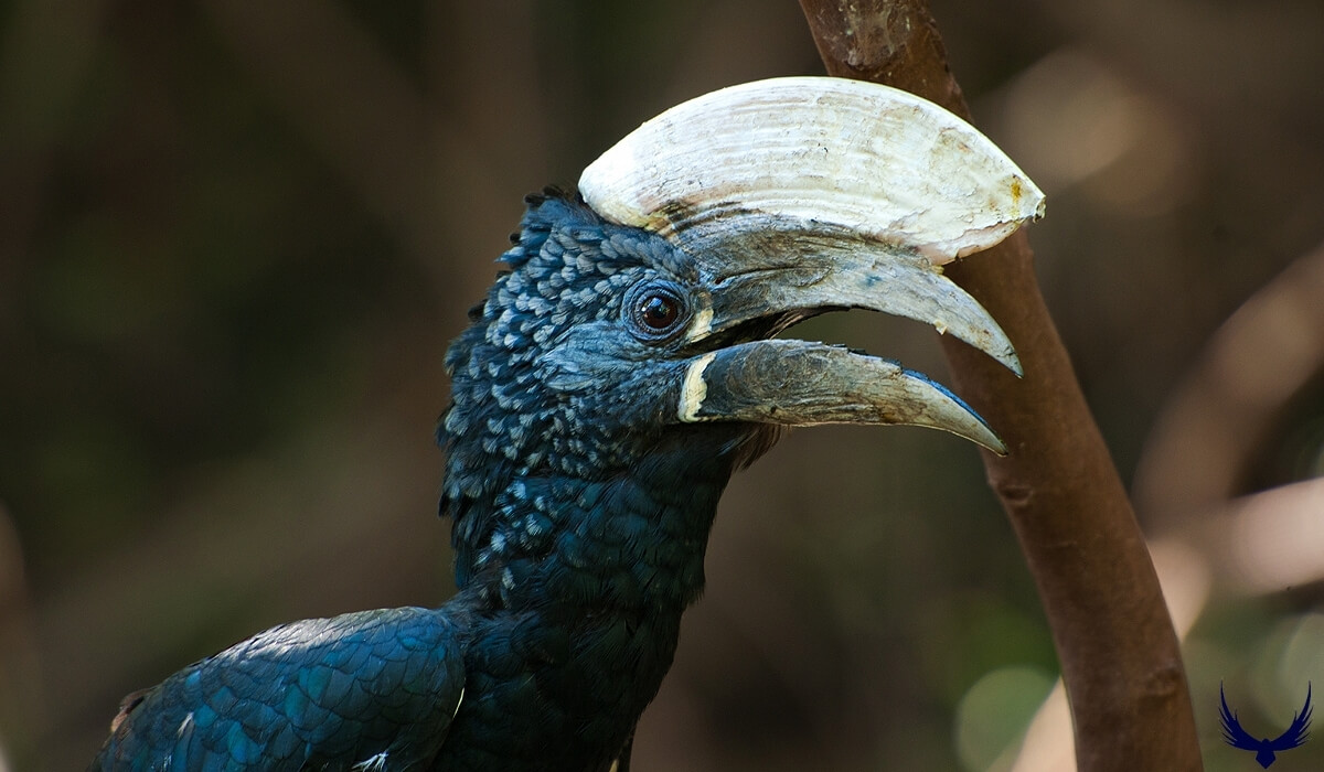 Top 15 Ugliest Birds in the World: Nature’s Quirky Creations