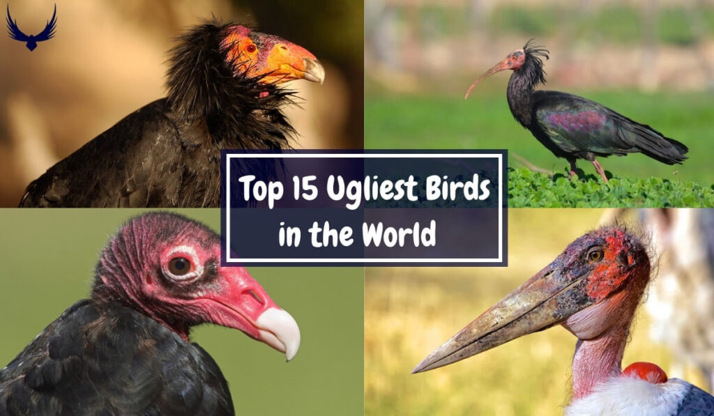 Top 15 Ugliest Birds in the World: Nature’s Quirky Creations
