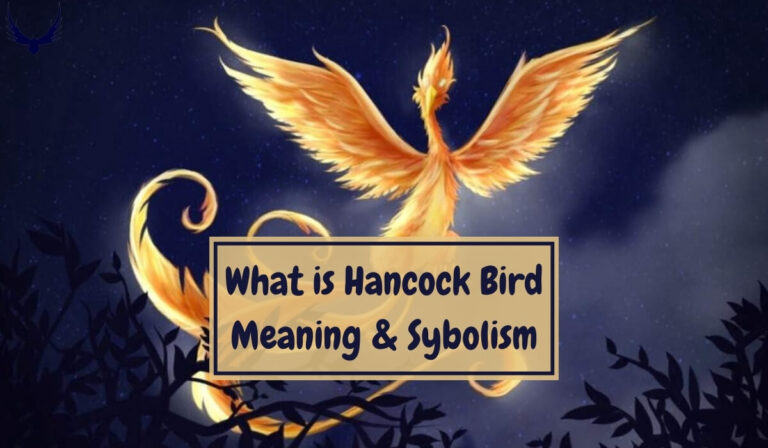 Hancock Bird Meaning 2024: Discover Mysterious Bird Nature