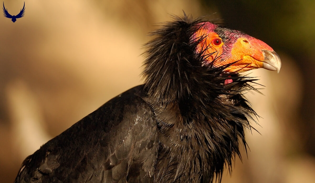 Top 15 Ugliest Birds in the World: Nature’s Quirky Creations