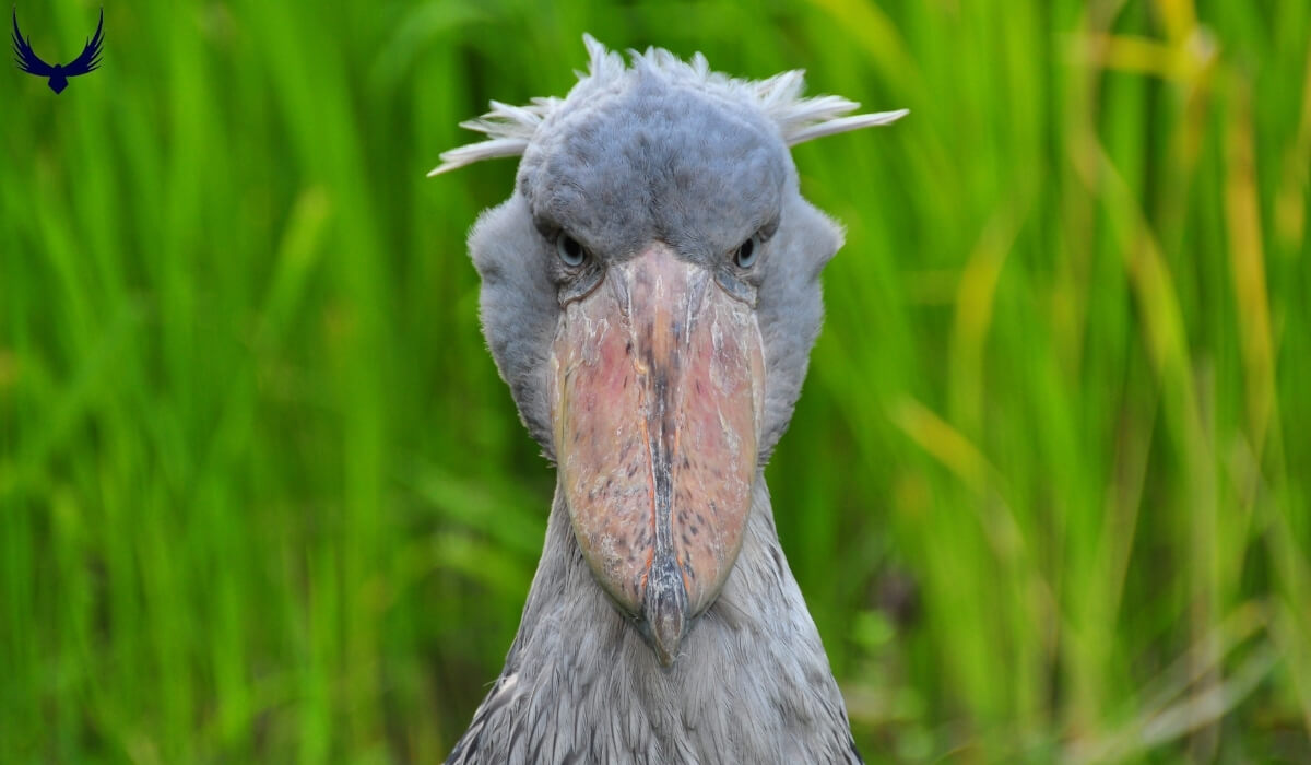 Top 15 Ugliest Birds in the World: Nature’s Quirky Creations