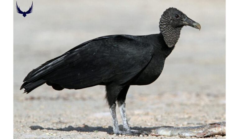 Two Types of Vultures in Texas with Identification & Habitat