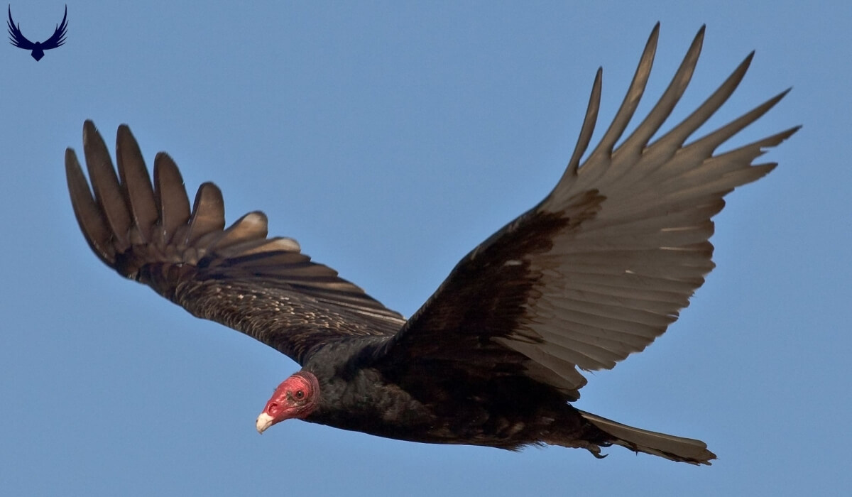 Two Types of Vultures in Texas with Identification & Habitat