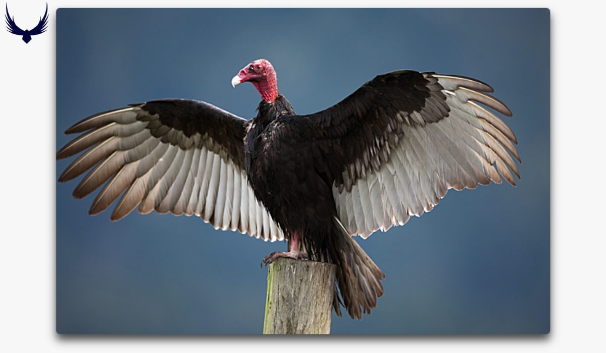 Two Types of Vultures in Texas with Identification & Habitat