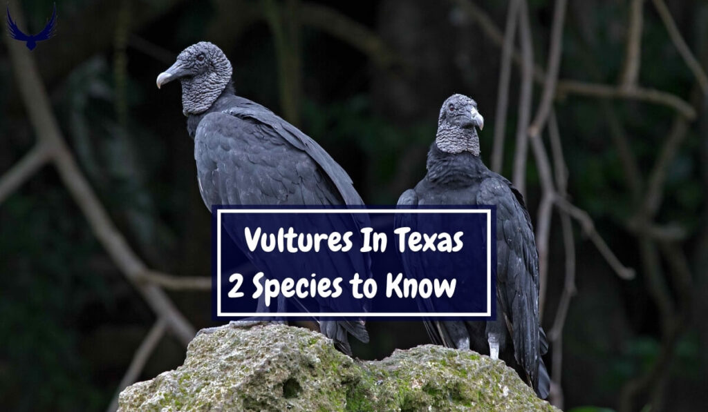 Two Types of Vultures in Texas with Identification & Habitat