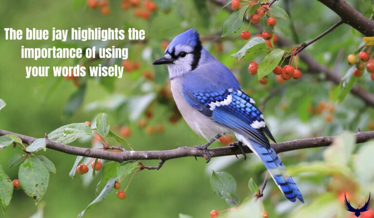 Discover the Blue Jay Spiritual Meaning & Symbolism