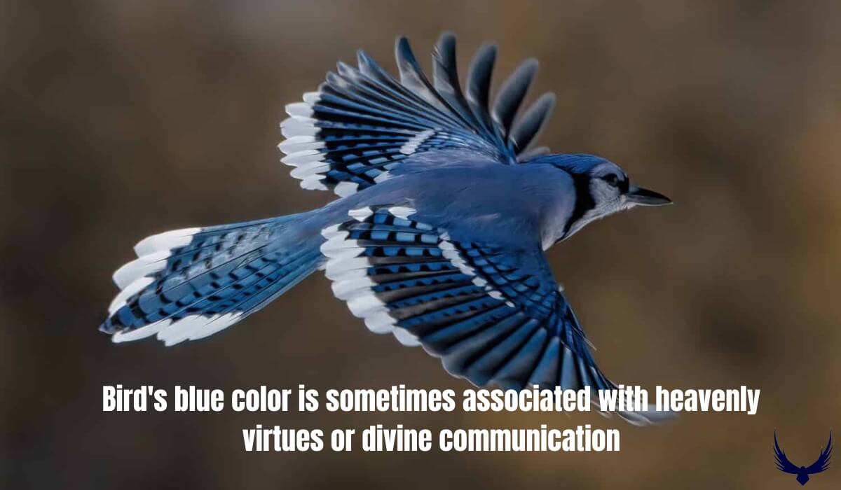 Discover the Blue Jay Spiritual Meaning & Symbolism