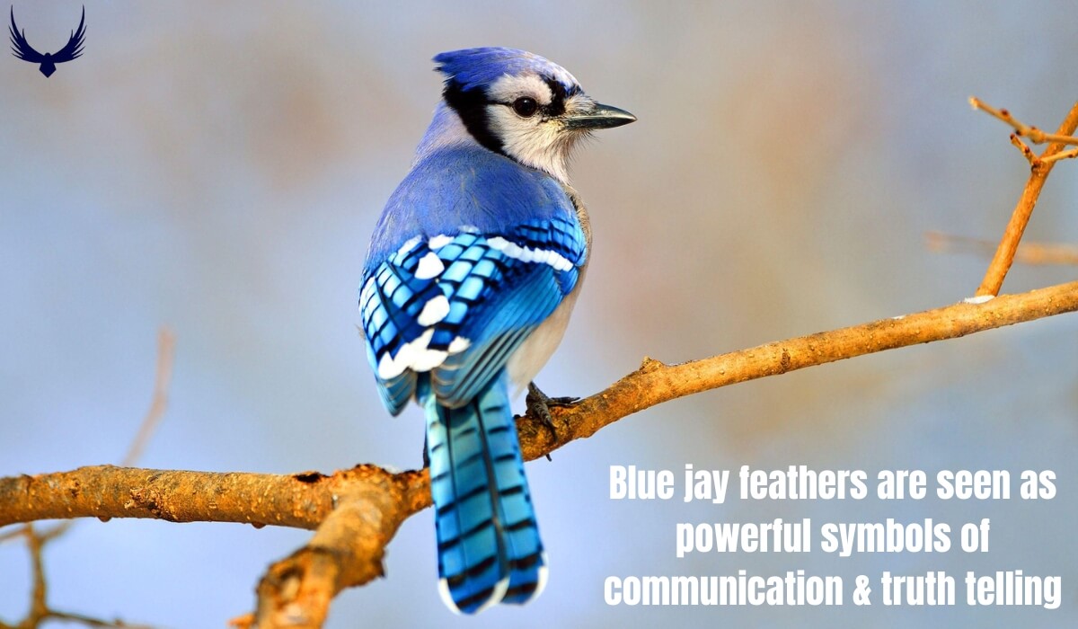 Discover the Blue Jay Spiritual Meaning & Symbolism