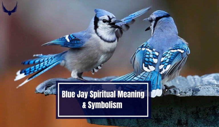 Discover the Blue Jay Spiritual Meaning & Symbolism