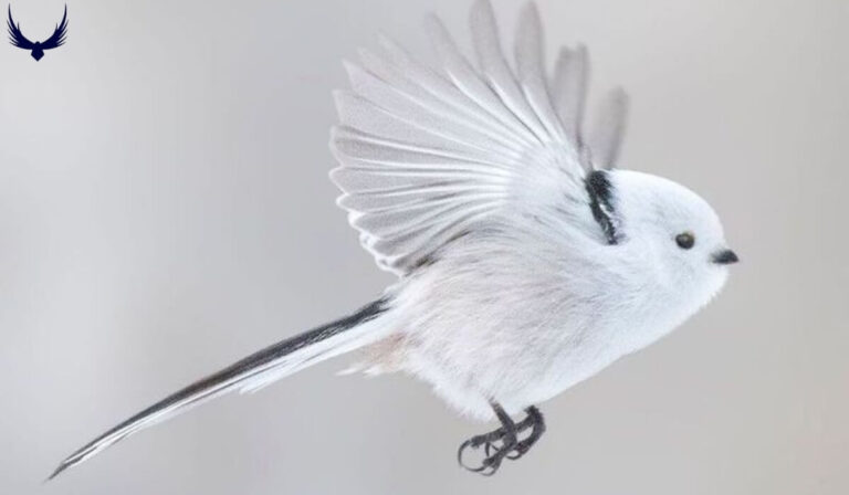 Meet the Japanese Snow Fairy Bird "Shima Enaga Bird" 2025