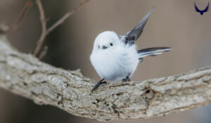 Meet the Japanese Snow Fairy Bird "Shima Enaga Bird" 2025