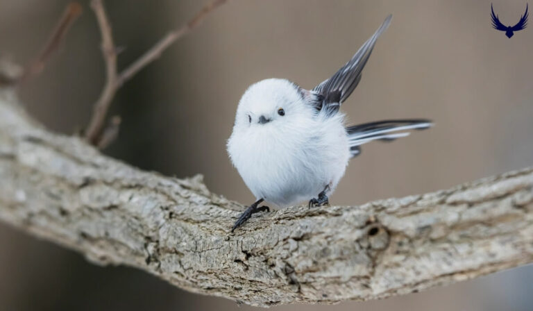 Meet the Japanese Snow Fairy Bird "Shima Enaga Bird" 2025