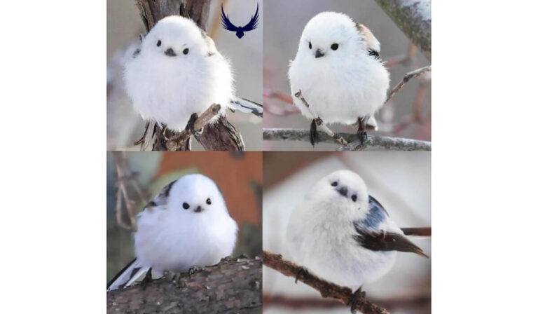 Meet the Japanese Snow Fairy Bird "Shima Enaga Bird" 2025