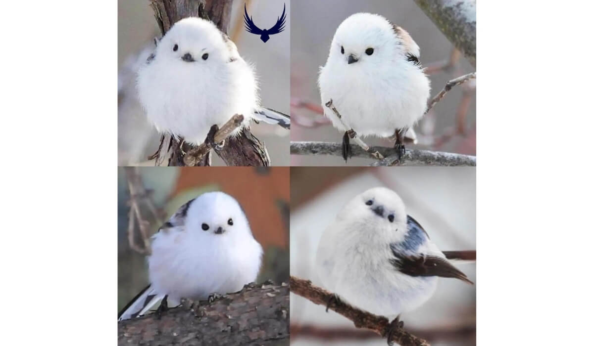 Meet the Japanese Snow Fairy Bird "Shima Enaga Bird" 2025