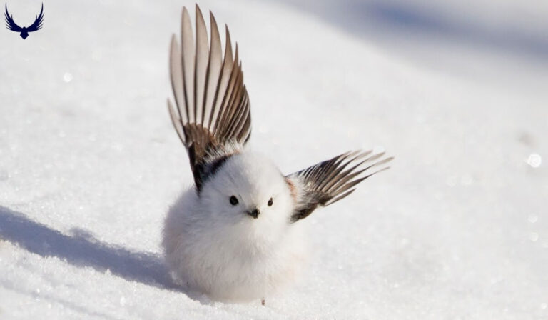 Meet the Japanese Snow Fairy Bird "Shima Enaga Bird" 2025