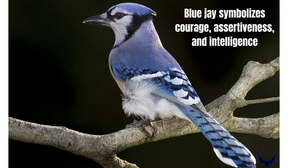 Discover the Blue Jay Spiritual Meaning & Symbolism