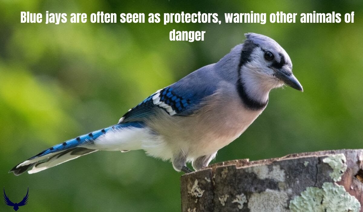 Discover the Blue Jay Spiritual Meaning & Symbolism