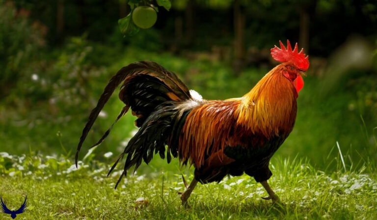 List of 600+ Unique, Badass, & Funny Rooster Names 2024