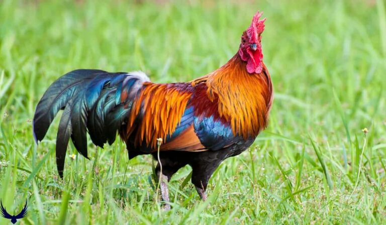 List of 600+ Unique, Badass, & Funny Rooster Names 2024