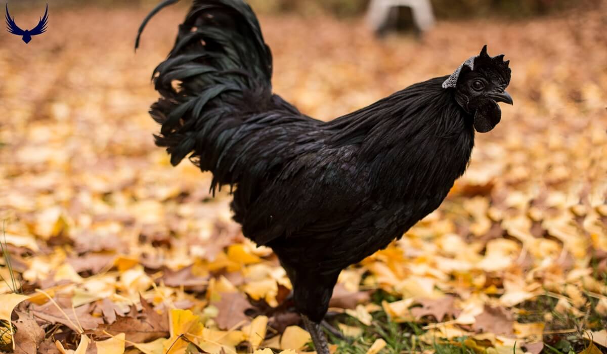 List of 600+ Unique, Badass, & Funny Rooster Names 2024