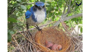 Blue Jays Nesting Habits 2024: When, Where & How They Nest!