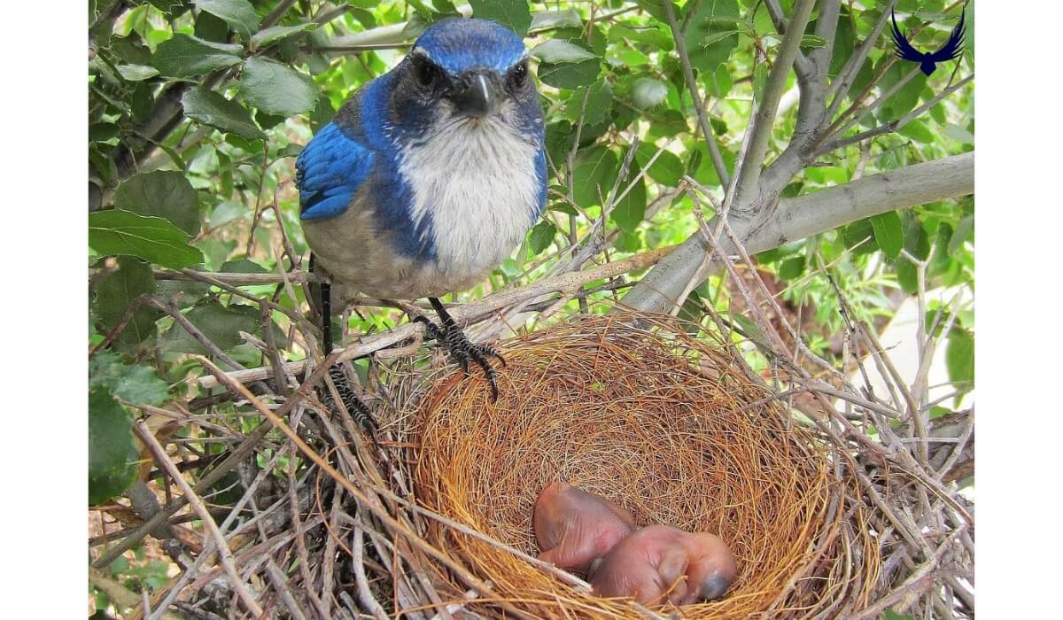 Blue Jays Nesting Habits 2024: When, Where & How They Nest!