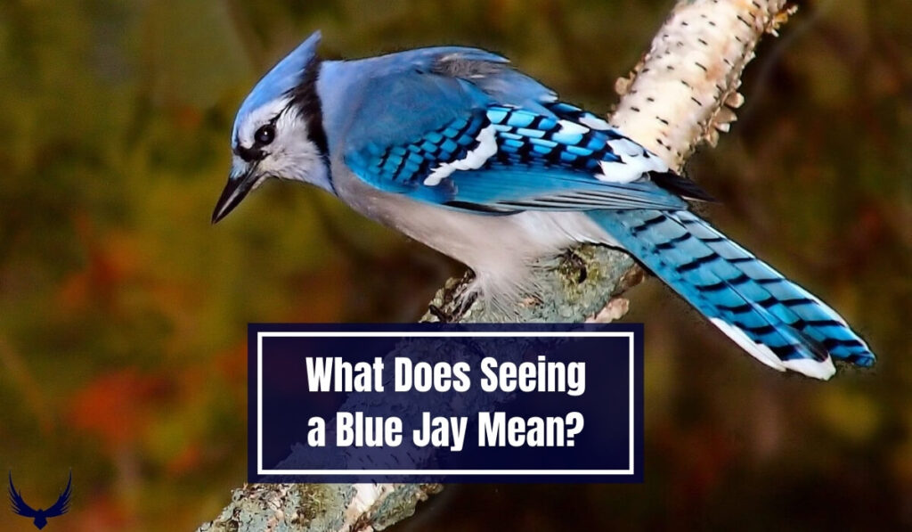 Blue Jay Symbolism: What does Seeing a Blue Jay Mean?