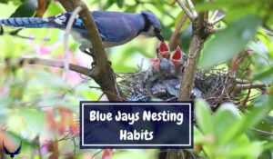 Blue Jays Nesting Habits 2024: When, Where & How They Nest!