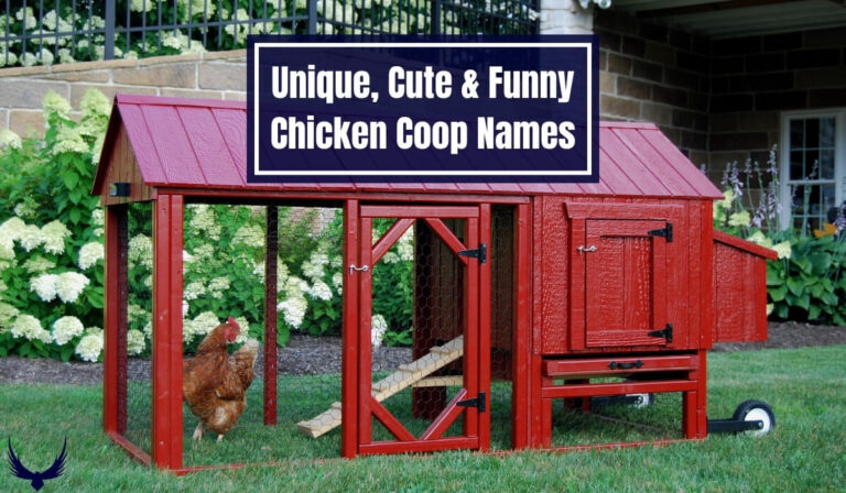 List of 250+ Unique, Cute & Funny Chicken Coop Names 2024