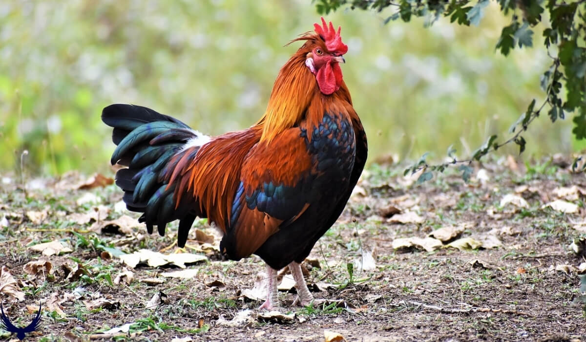 List of 600+ Unique, Badass, & Funny Rooster Names 2024