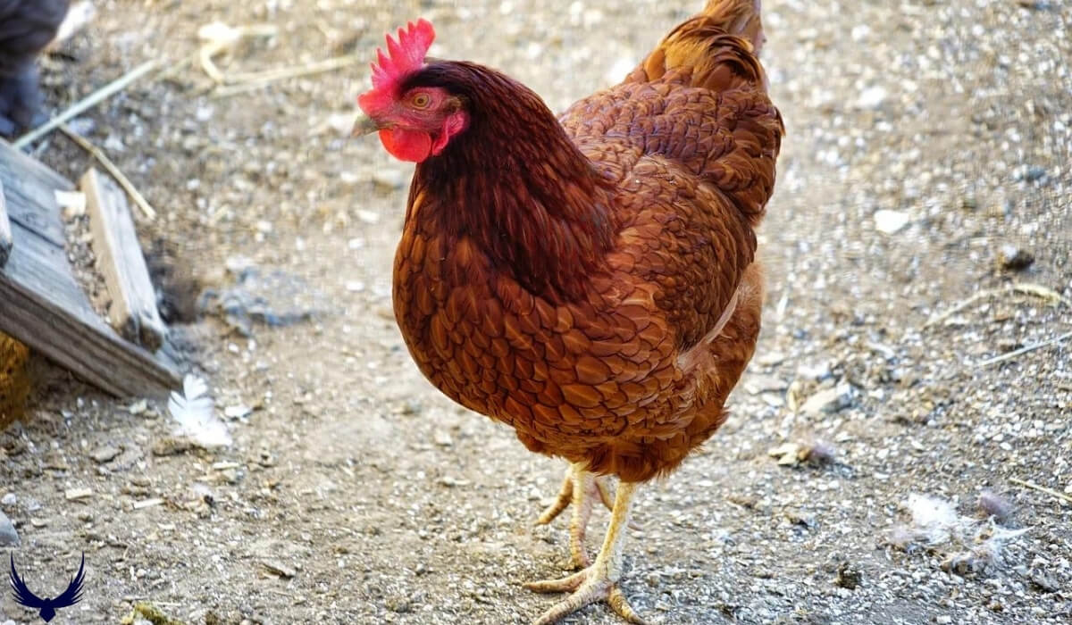 List of 500+ Unique, Cute, & Funny Chicken Names 2024