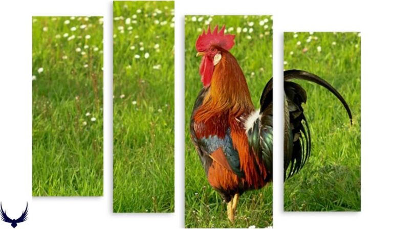 List of 600+ Unique, Badass, & Funny Rooster Names 2024