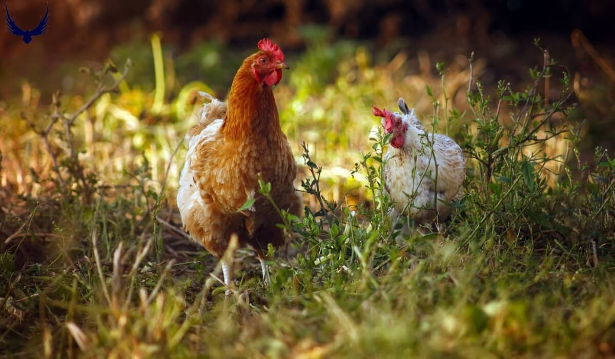 List of 500+ Unique, Cute, & Funny Chicken Names 2024