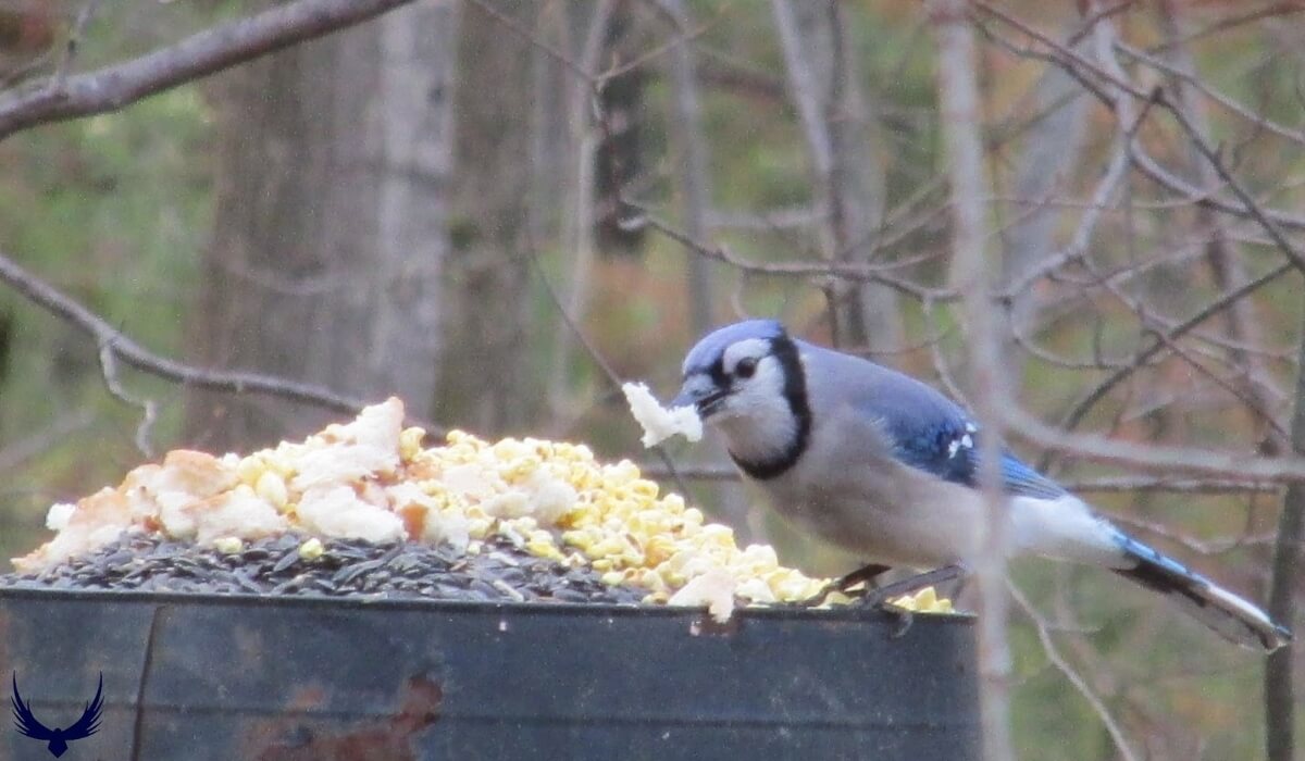 What Do Blue Jays Eat? Seeds, Nuts, and More - Birds Aura
