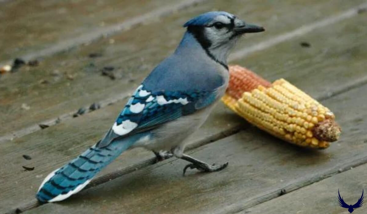 What Do Blue Jays Eat? Seeds, Nuts, and More - Birds Aura