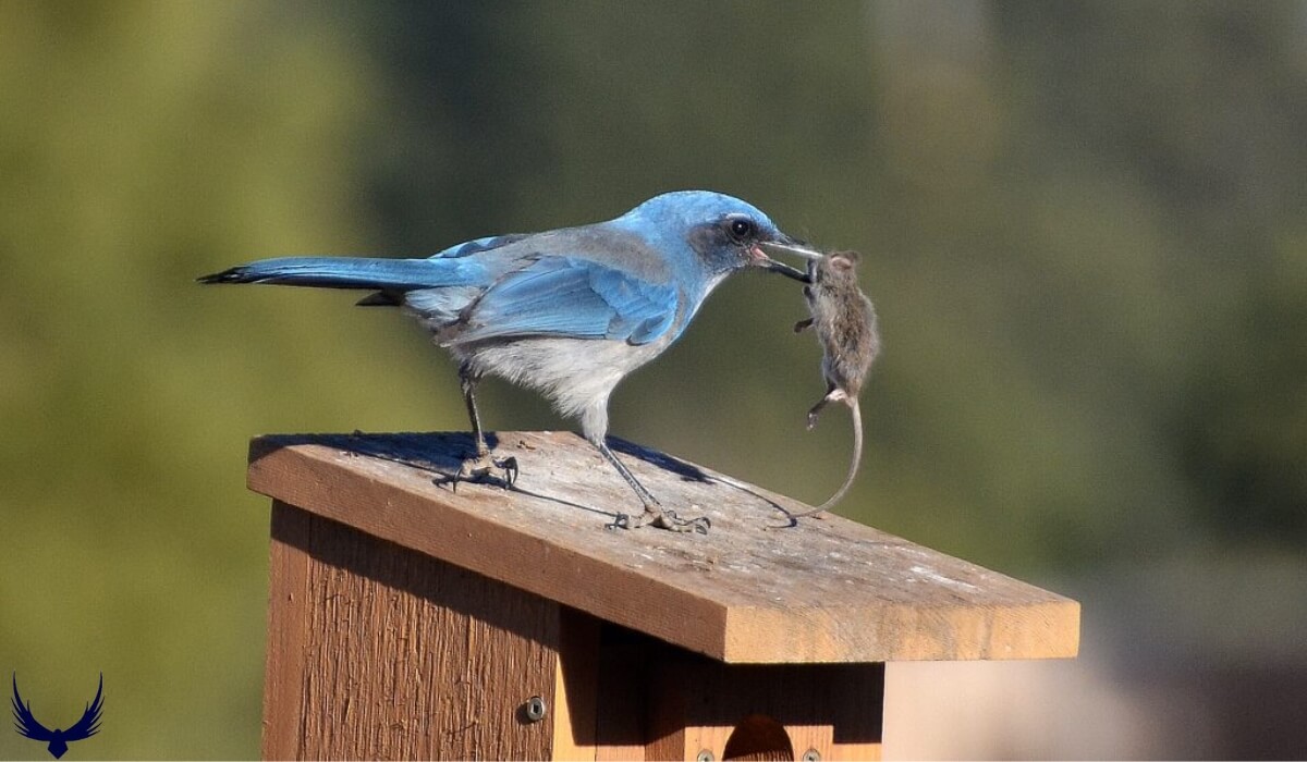 What Do Blue Jays Eat? Seeds, Nuts, and More - Birds Aura