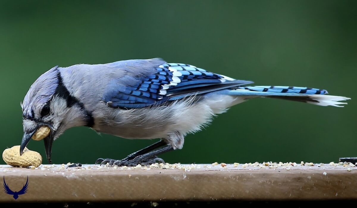 What Do Blue Jays Eat? Seeds, Nuts, and More - Birds Aura