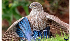 What Animals Eat Blue Jays? Blue Jay Predators List