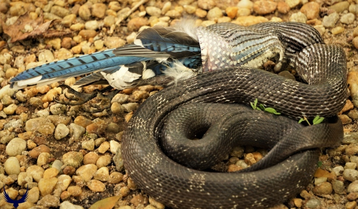 What Animals Eat Blue Jays? Blue Jay Predators List 2025