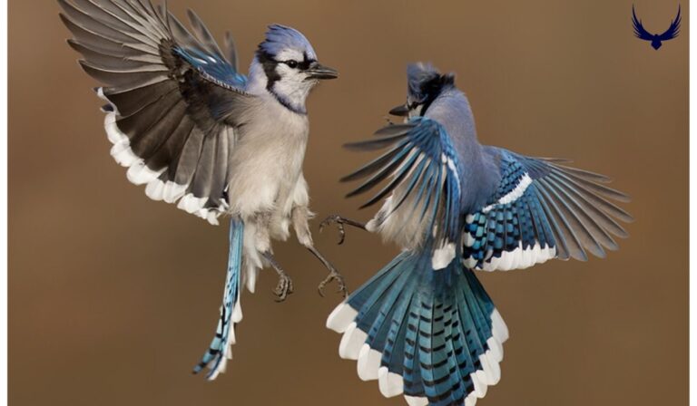What Animals Eat Blue Jays? Blue Jay Predators List 2025