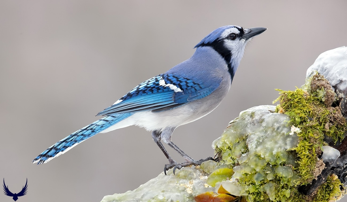 What Animals Eat Blue Jays? Blue Jay Predators List 2025