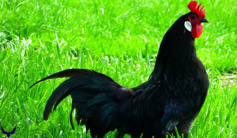 List of 600+ Unique, Badass, & Funny Rooster Names 2024