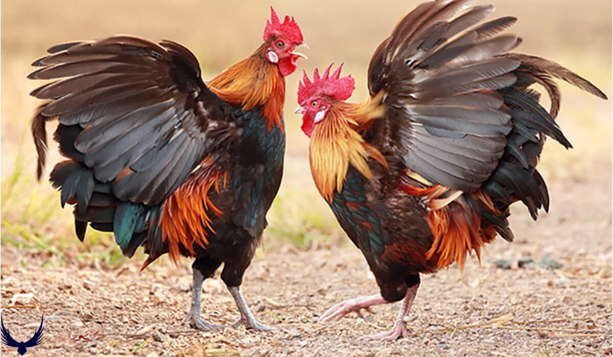 List of 600+ Unique, Badass, & Funny Rooster Names 2024