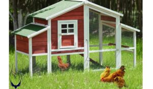 List of 250+ Unique, Cute & Funny Chicken Coop Names 2024